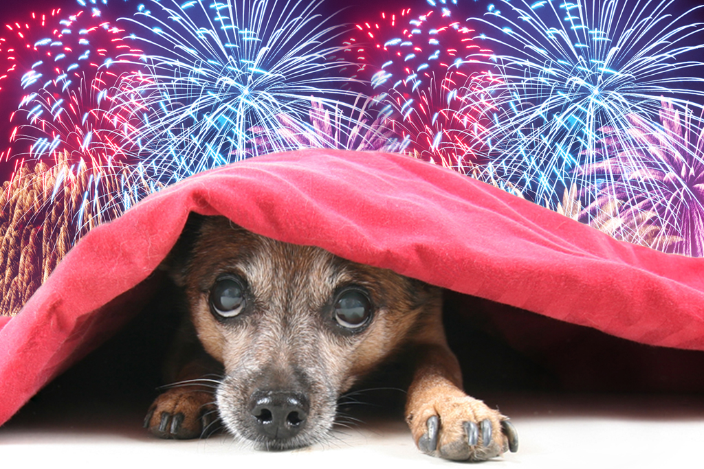 How to help your dogs cope with the firework season. - Swanscombe